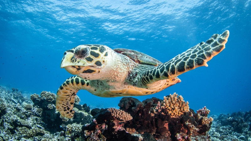 SCIENCE TALK: SEA TURTLES IN THE ARABIAN GULF