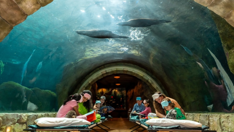 SeaWorld Sleepovers