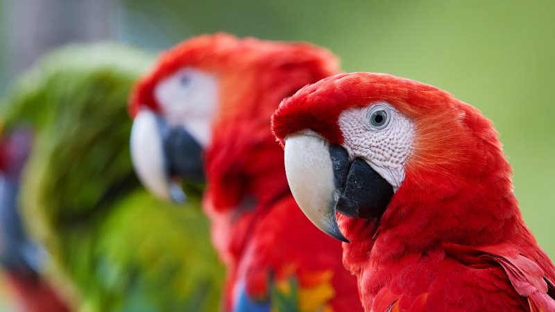 Animal Experiences and Presentations at SeaWorld Abu Dhabi